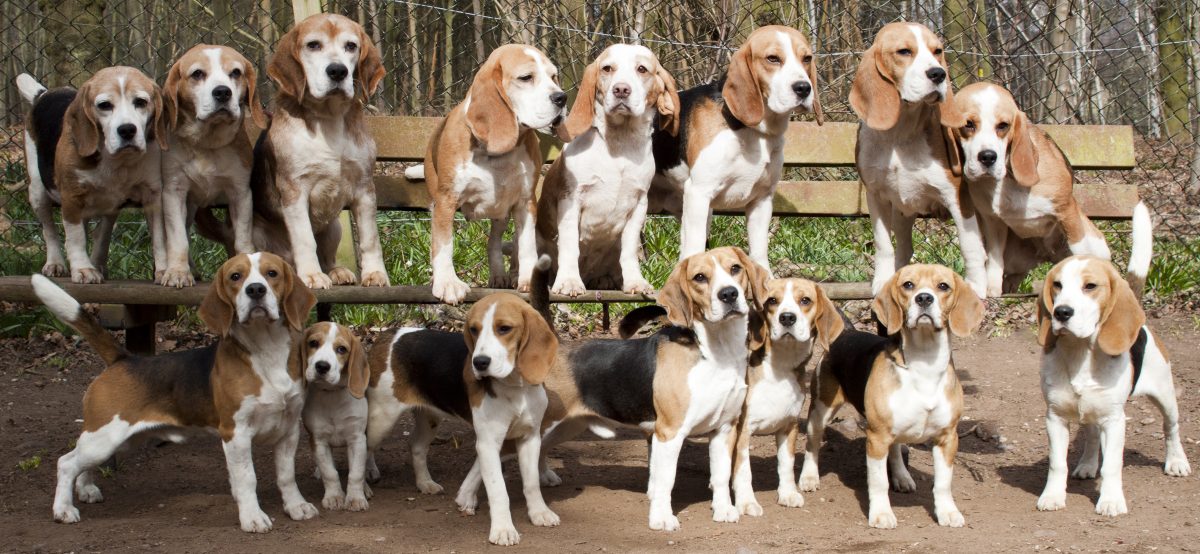 JALHAR BEAGLES